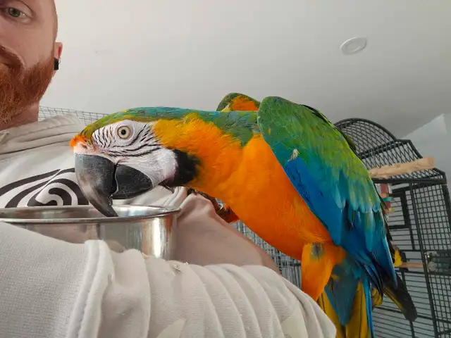 Catalina Macaw Parrots - Home Raised Parrots